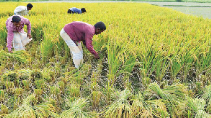 Bangladesh to import rice from Vietnam and India to replenish reserves ...