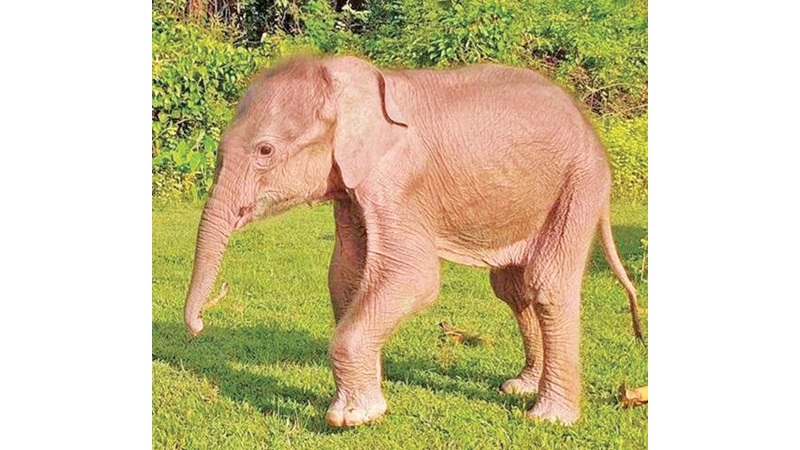 Rare White Elephant born in Myanmar – FrontPage