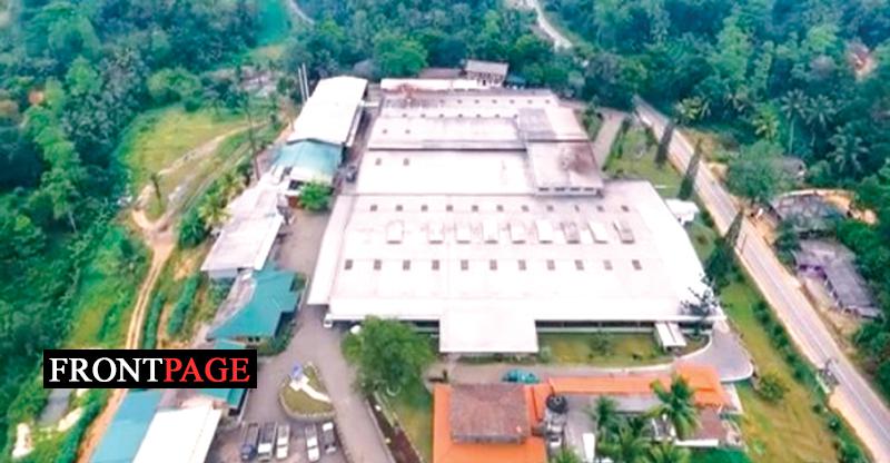 Evergreen Group of Companies emerges as the largest tea producing group ...