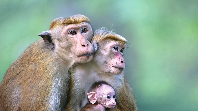 No monkey business! – FrontPage