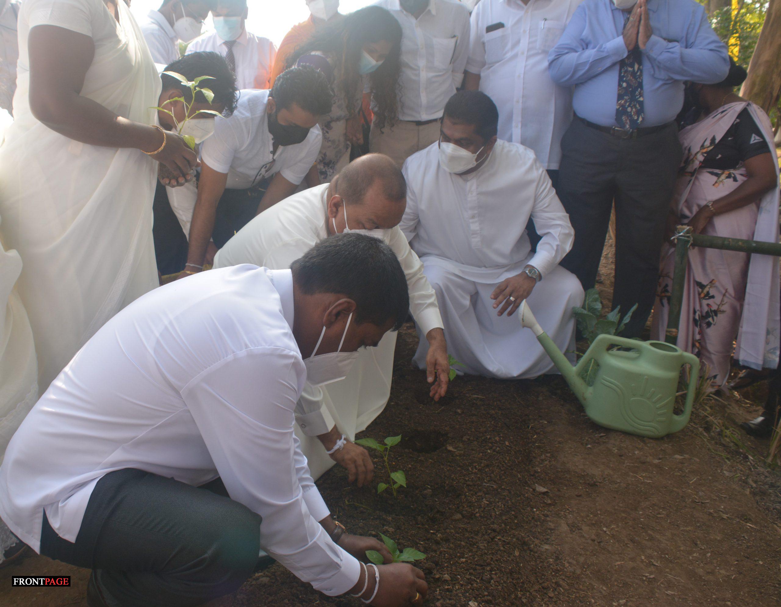 First model SORJAN cultivation project will commence in Kiribathgoda ...