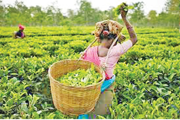 Tea production increases in November – FrontPage
