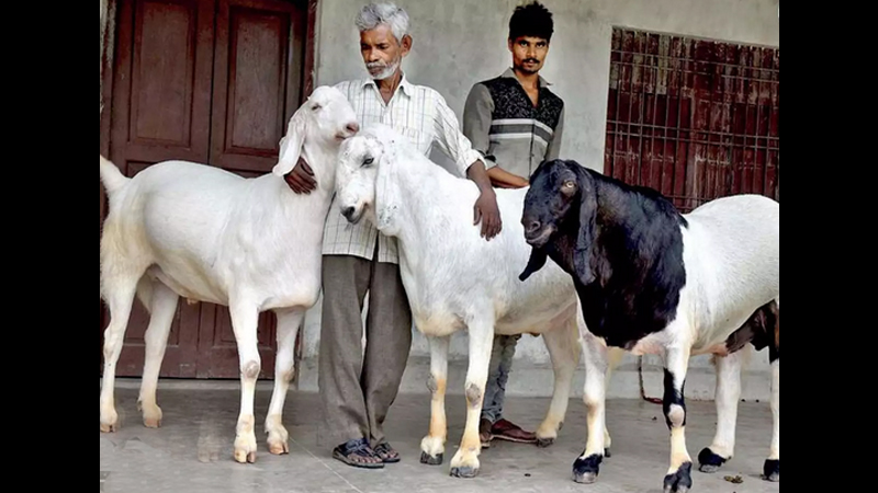 Agricultural insurance scheme for Goats – FrontPage