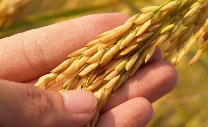 Cabinet approves higher minimum prices for Samba, Keeri Samba paddy ...